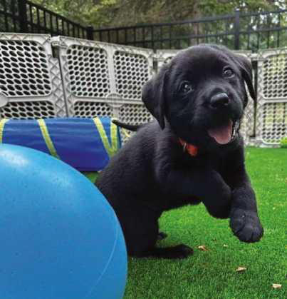 Ability Center seeking volunteers for assistance dog program | Rossford ...